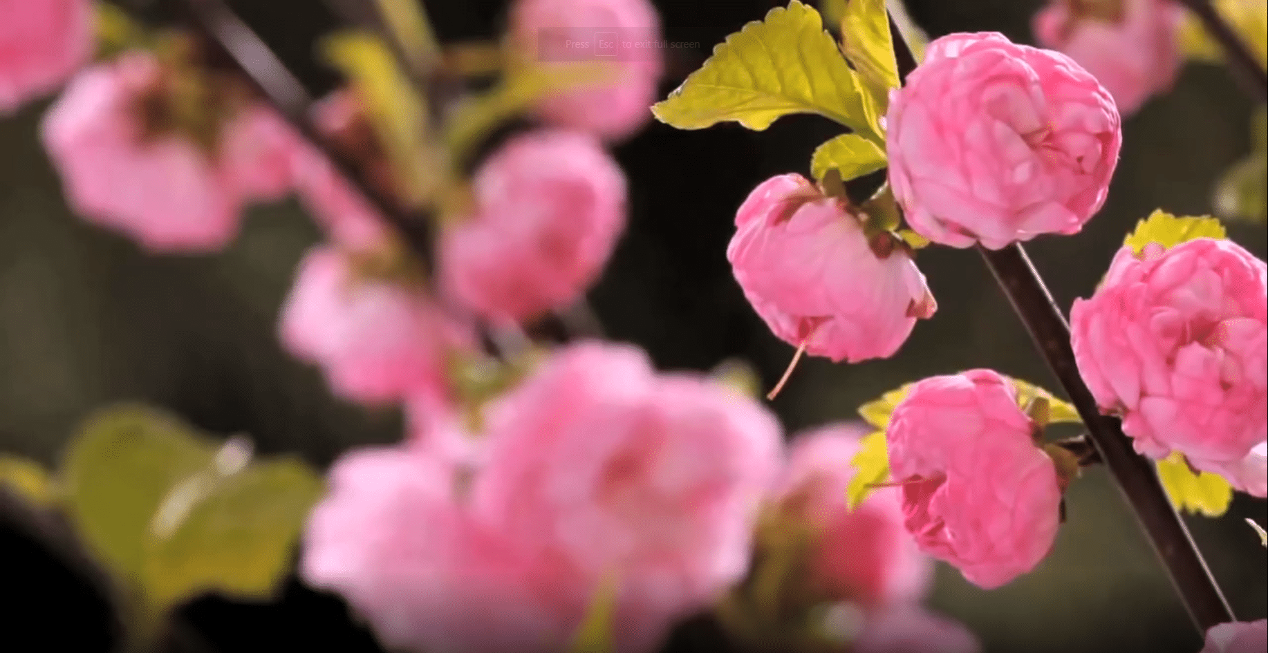 Home Hero BG placeholder - Bloom Anywhere